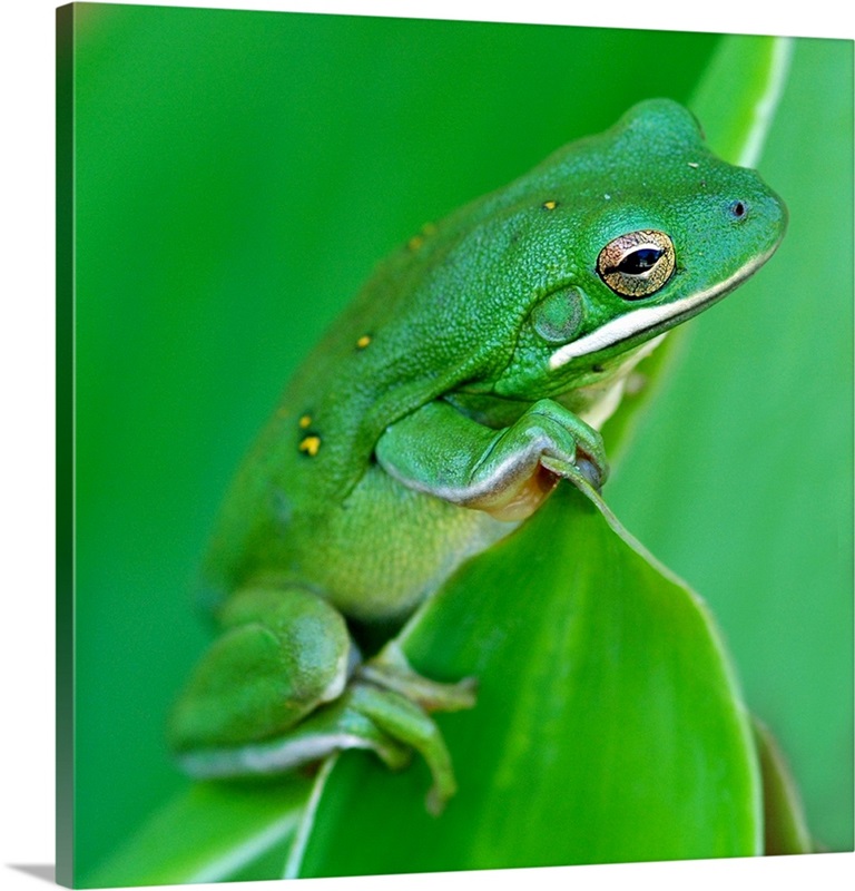 A green barking tree frog hangs on to the edge of a canna plant leaf ...