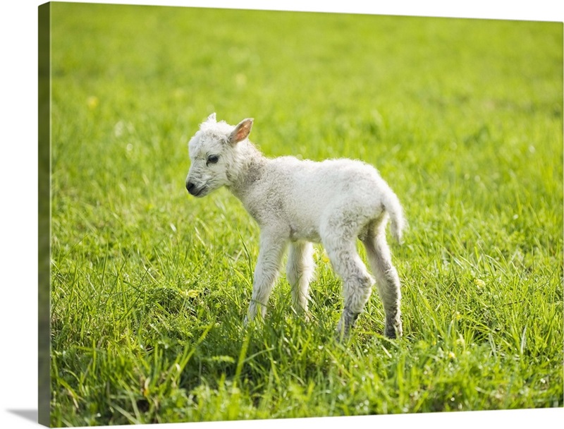 A lamb in a pasture. | Great Big Canvas