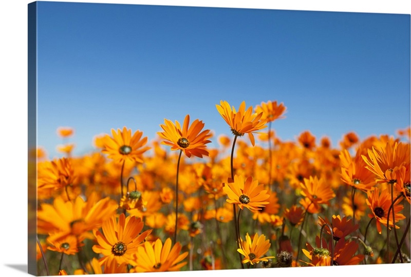 A low angle view of a field of Dimorphotheca spp flowers | Great Big Canvas