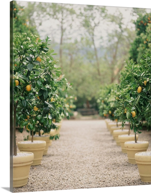 A path of potted lemon trees | Great Big Canvas