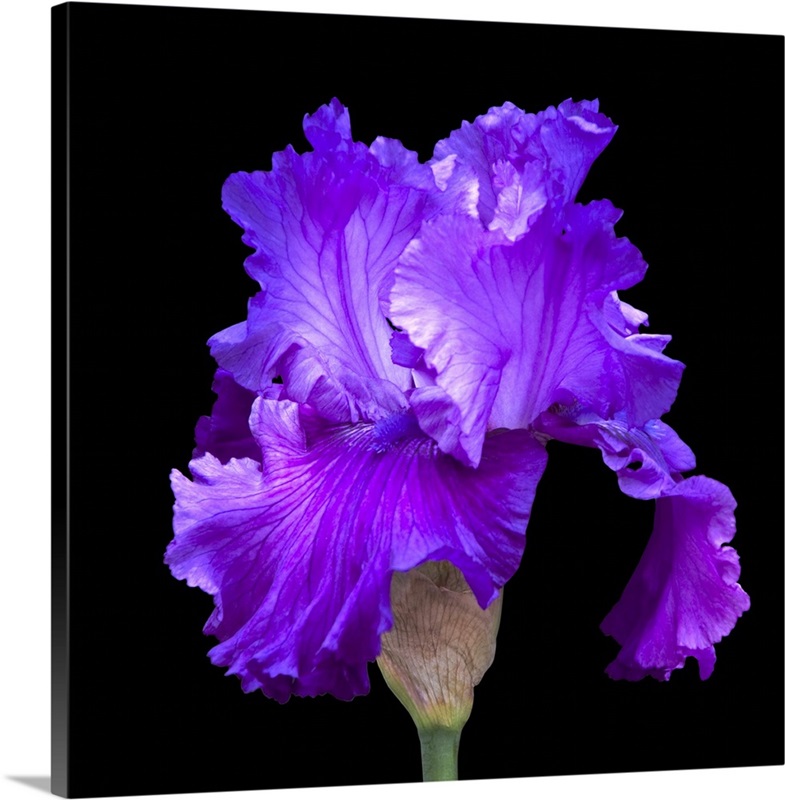 A purple iris against a black backdrop highlights its beauty | Great ...
