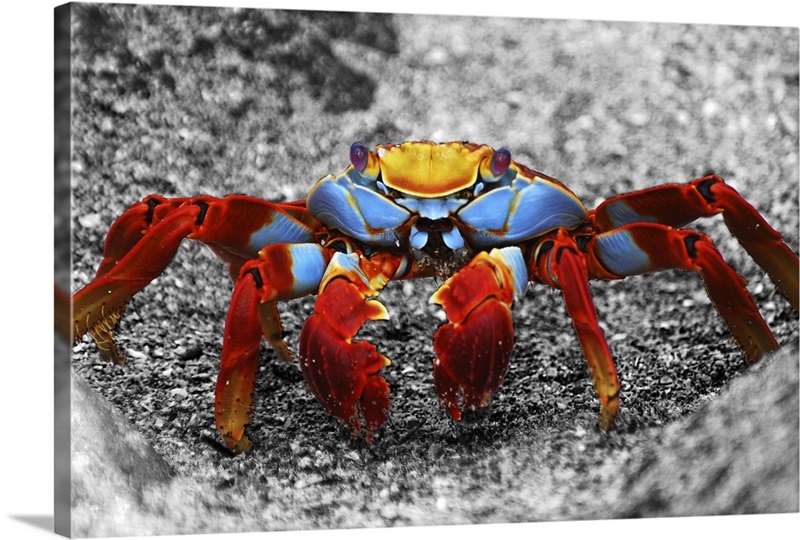 A Sally Lightfoot crab in Galapagos Islands, Ecuador | Great Big Canvas