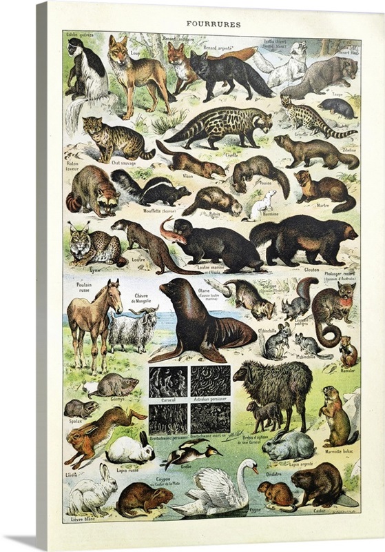 Animal Furs | Great Big Canvas