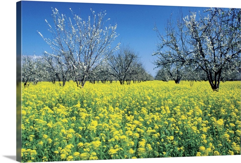 Apple trees in a mustard field, Napa Valley, California, USA | Great ...