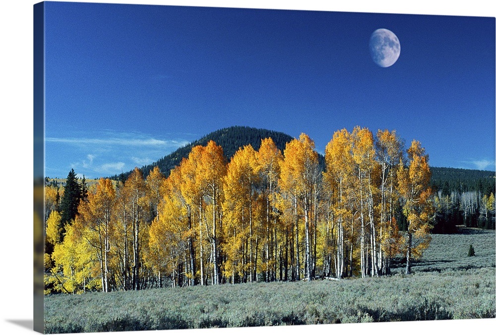 Autumn cedar trees Wall Art, Canvas Prints, Framed Prints, Wall Peels ...