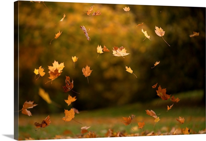 Autumn Leaves | Great Big Canvas