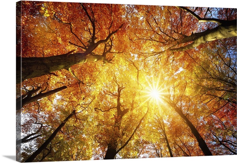 Autumn Sun Shining Through Tree Canopy | Great Big Canvas