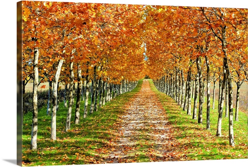 Autumn tree with fallen leaves. | Great Big Canvas