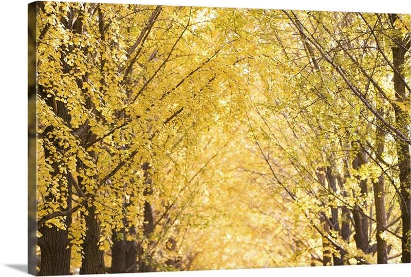 Avenue of yellow trees, Beijing, China | Great Big Canvas