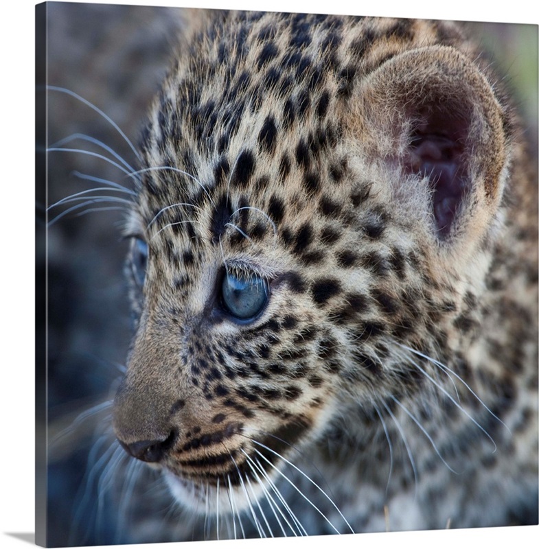 Baby Blue Eyed Leopard Masai Mara, Kenya Africa | Great Big Canvas