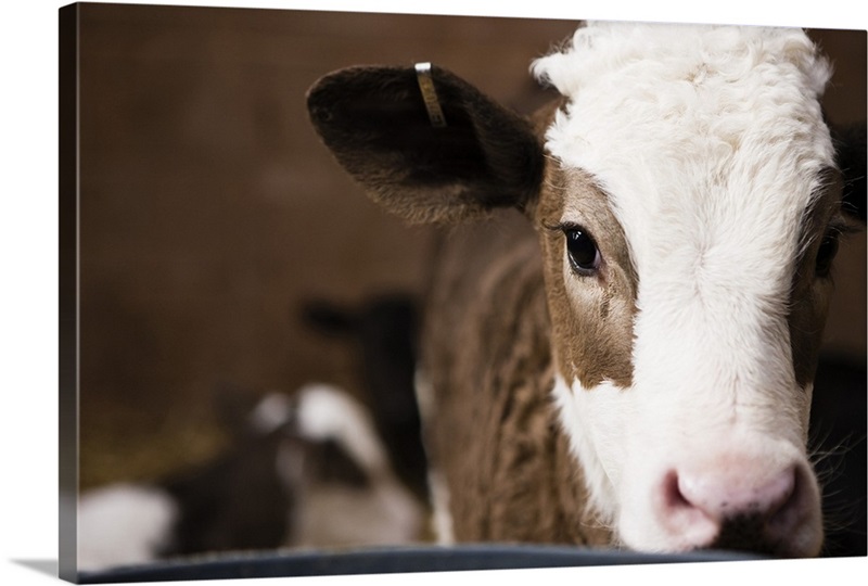 Baby calf | Great Big Canvas