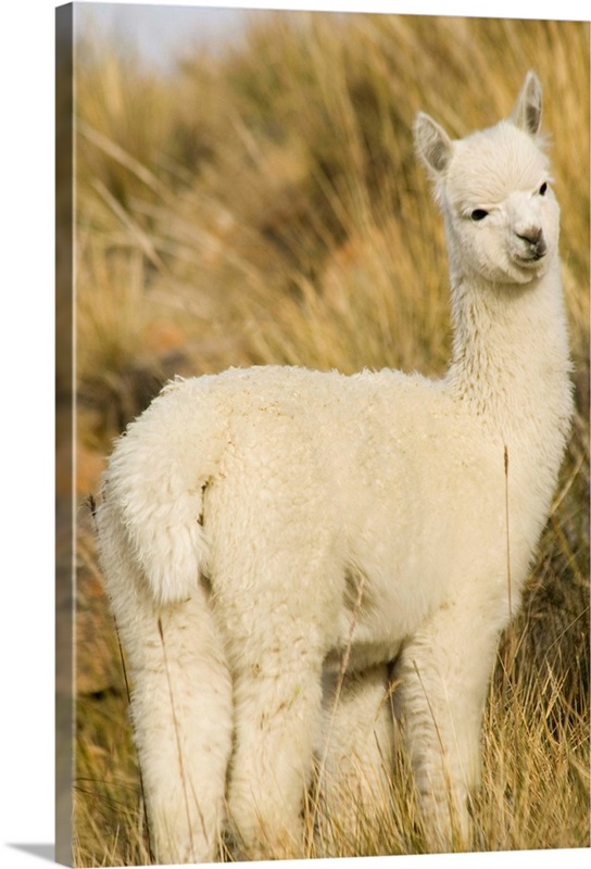 Baby Llama | Great Big Canvas