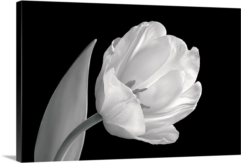 Back and white image of tulip | Great Big Canvas