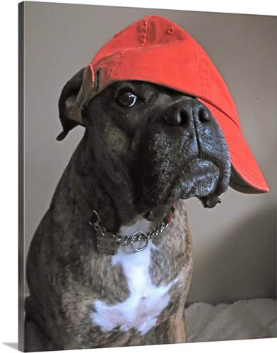 Bad Boy Boxer wearing a red cap | Great Big Canvas