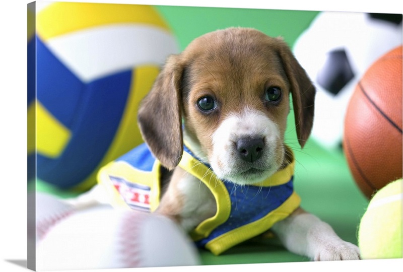 Beagle Puppy and Sports | Great Big Canvas