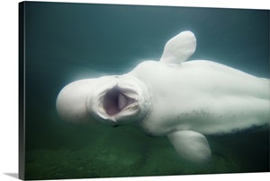Beluga Whale Wall Art, Canvas Prints, Framed Prints, Wall Peels | Great ...