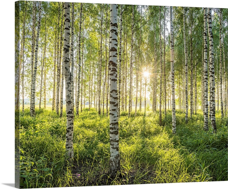 Birch Forest | Great Big Canvas