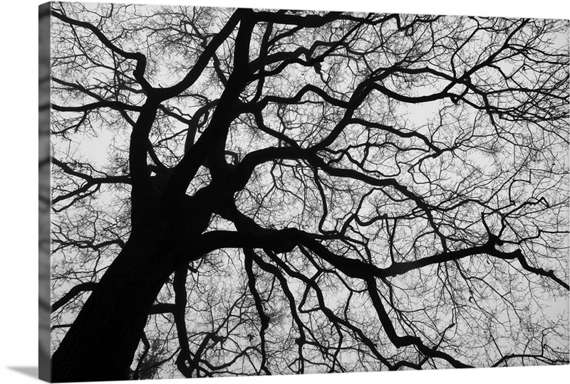 Black tree III | Great Big Canvas