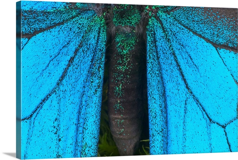 Blue mountain swallowtail (Papilio ulysses) wings and abdomen, detail ...