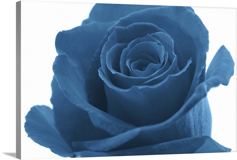 Blue Rose | Great Big Canvas
