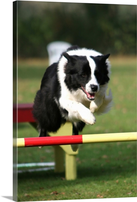 Border Collie jumping over a hurdle | Great Big Canvas