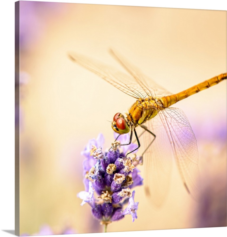 Bounty Wall Art, Canvas Prints, Framed Prints, Wall Peels | Great Big ...