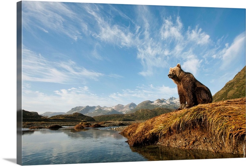 Brown Bear And Mountains, Katmai National Park, Alaska | Great Big Canvas
