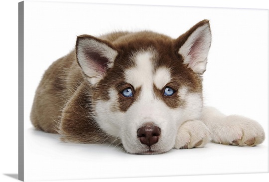 Brown fur husky laying down Wall Art, Canvas Prints, Framed Prints ...