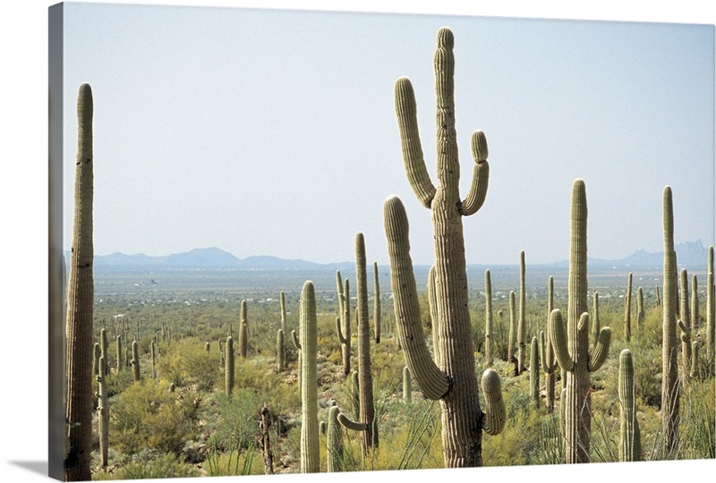 Cactus in Saguaro National Park, Arizona | Great Big Canvas