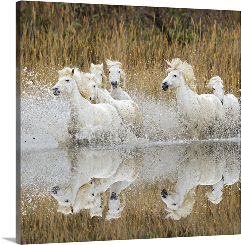 Camargue horses running thru marsh | Great Big Canvas
