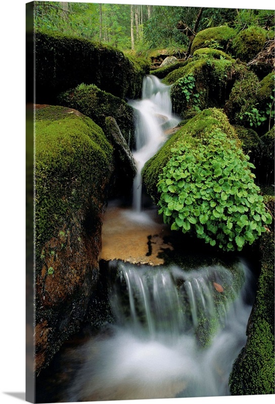 Cascading Stream In Great Smoky Mountains | Great Big Canvas