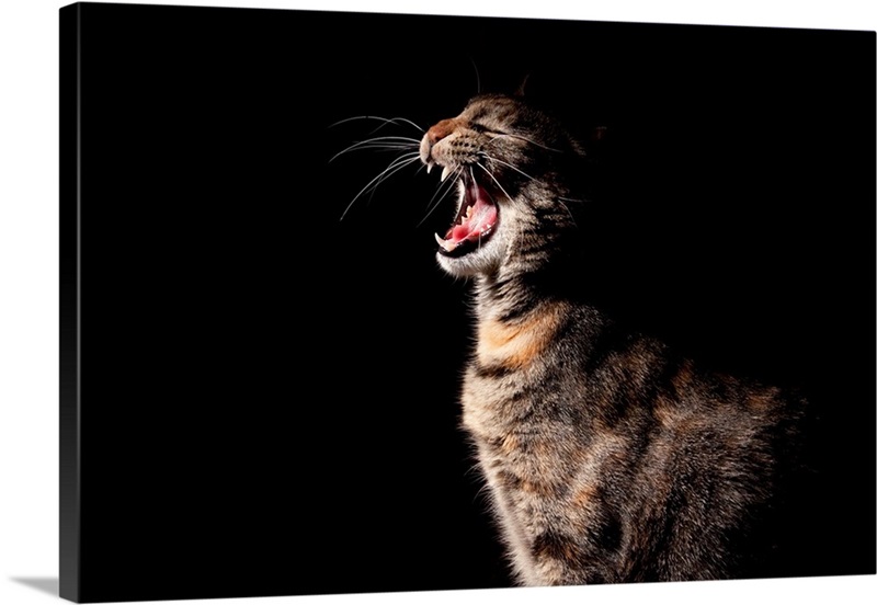 Cat Singing in the Spotlight | Great Big Canvas