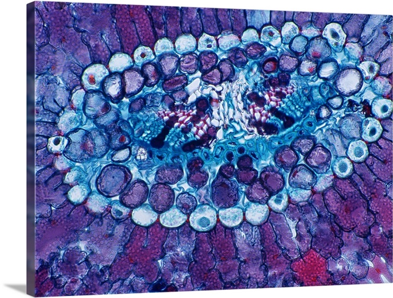 Cell | Great Big Canvas