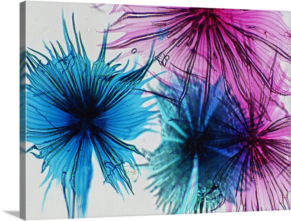 Cell Wall Art, Canvas Prints, Framed Prints, Wall Peels | Great Big Canvas