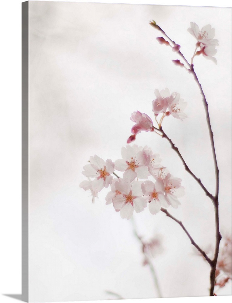 Cherry blossoms Wall Art, Canvas Prints, Framed Prints, Wall Peels | Great Big Canvas