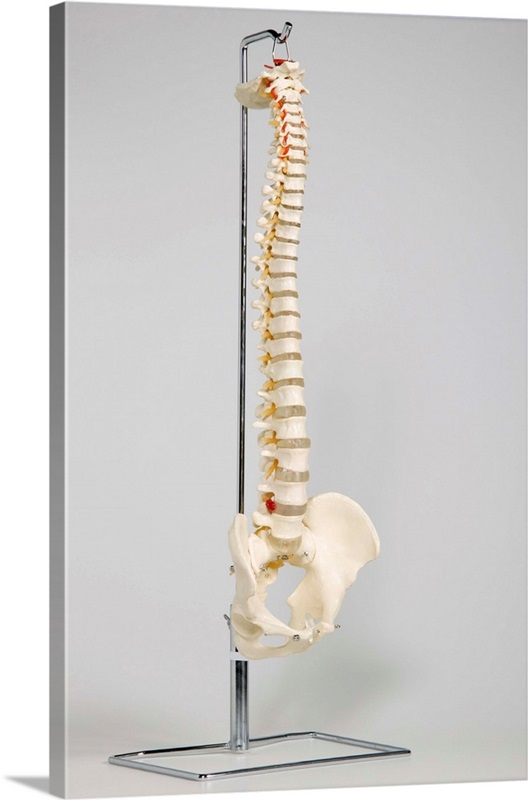 Chiropractic skeleton | Great Big Canvas