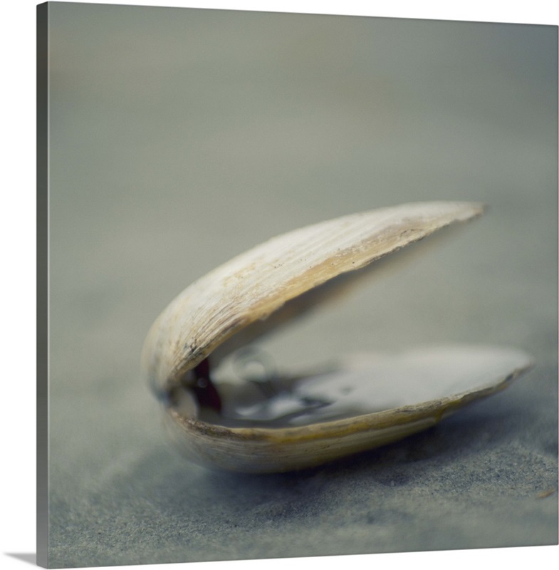 Clam shell on beach. | Great Big Canvas