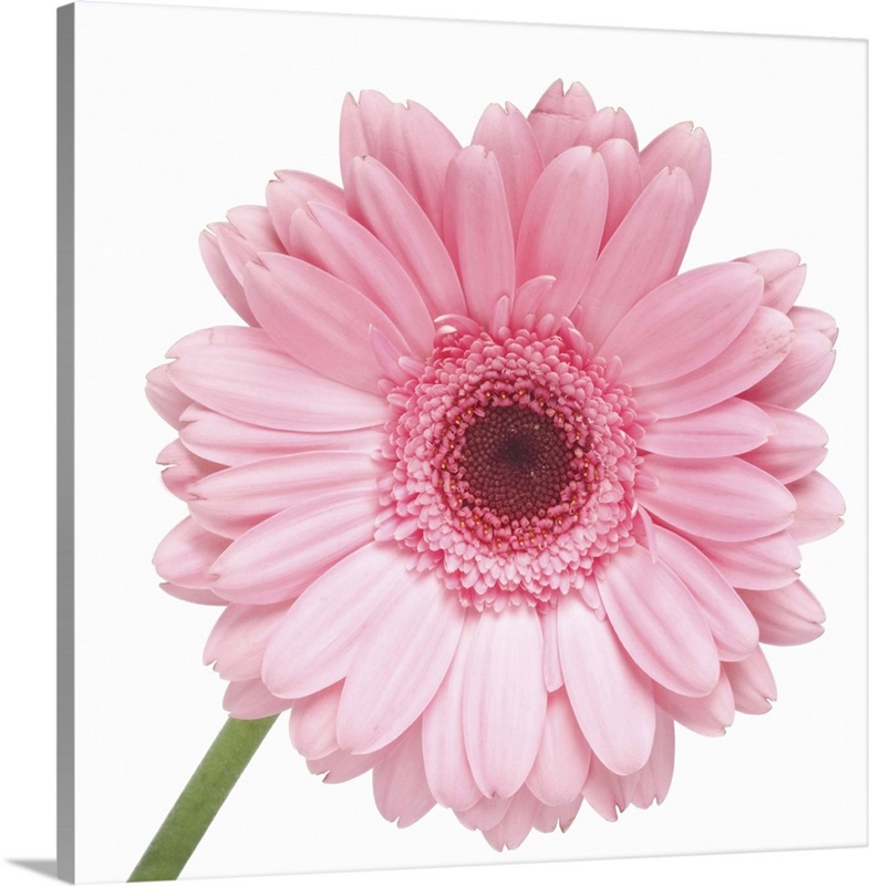 Close up of a gerbera | Great Big Canvas