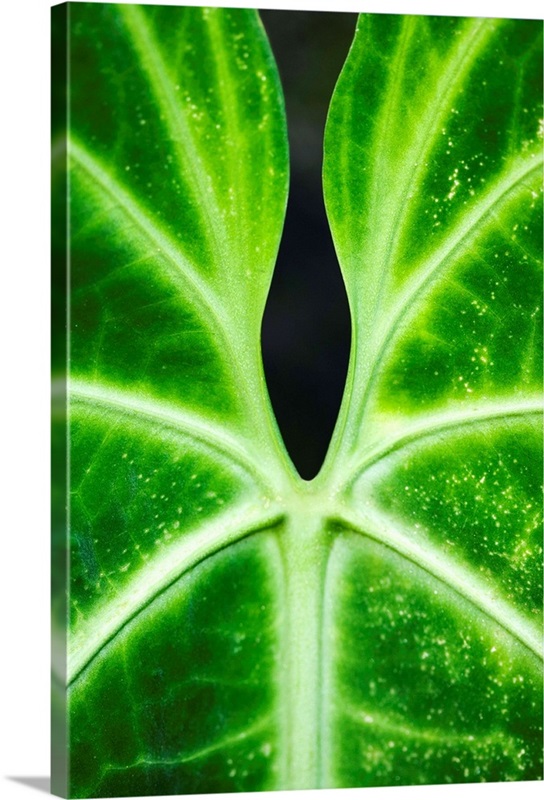 Close-up of a green leaf, Hawaii Tropical Botanical Garden | Great Big ...