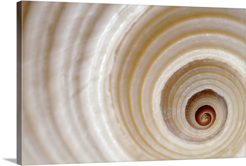 Close-up of an animal shell | Great Big Canvas