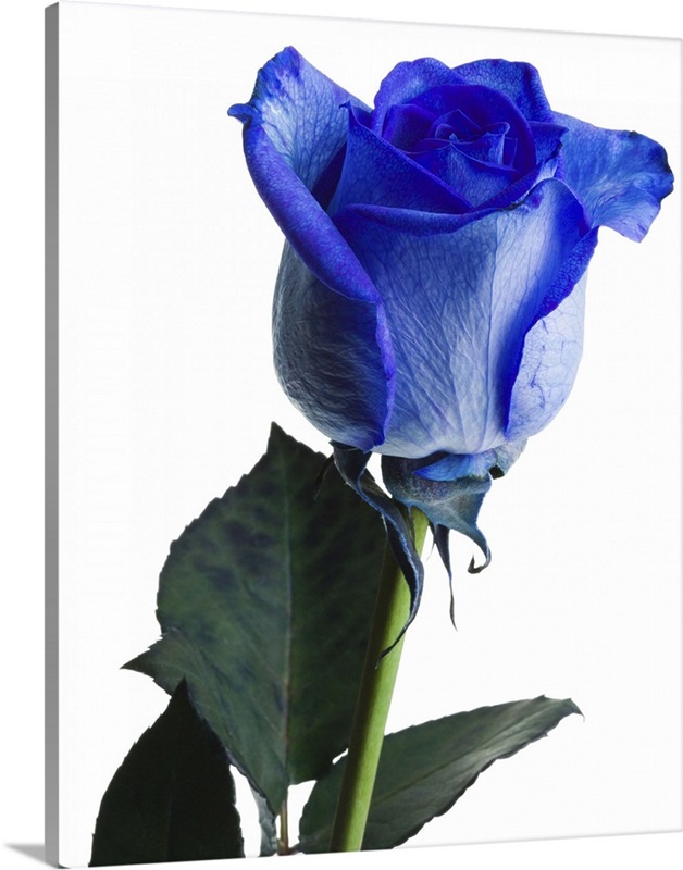 Close-up of blue rose | Great Big Canvas