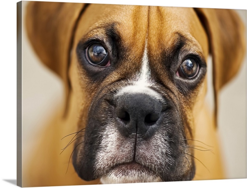 Close up of boxer puppy. | Great Big Canvas