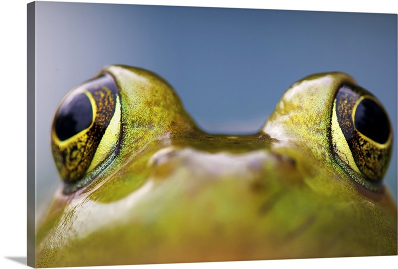 Close up of bulging eyes of American Bullfrog. | Great Big Canvas