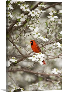 Close-Up Of Cardinal In Blooming Tree Wall Art, Canvas Prints, Framed ...