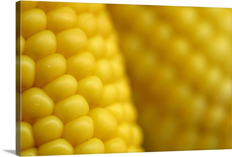 Close-up of fresh corn | Great Big Canvas
