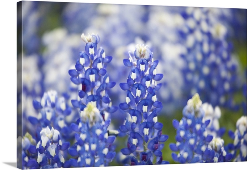 Close up of group of Texas Bluebonnets (Lupinus texensis), Texas, USA ...
