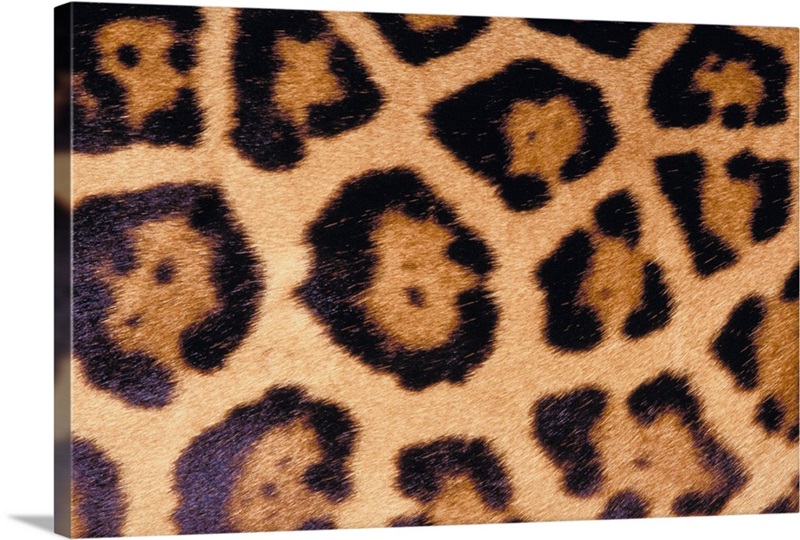 Close up of Jaguar fur | Great Big Canvas