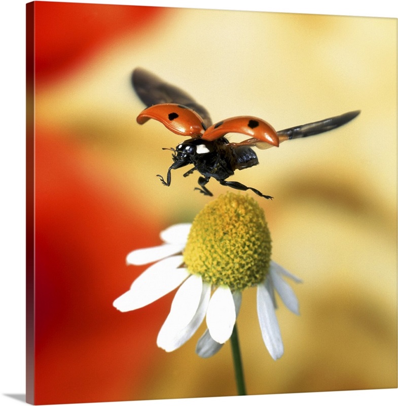 Close-up of ladybird flying over flower | Great Big Canvas
