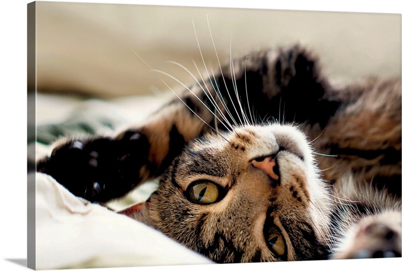Close up of tabby cat rolling on its back. | Great Big Canvas
