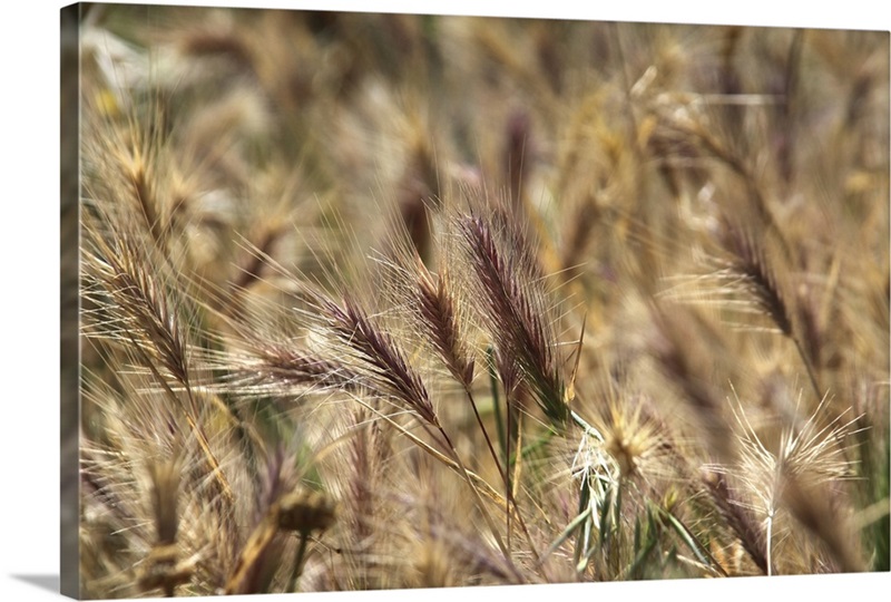 Close up of wild wheatfield | Great Big Canvas